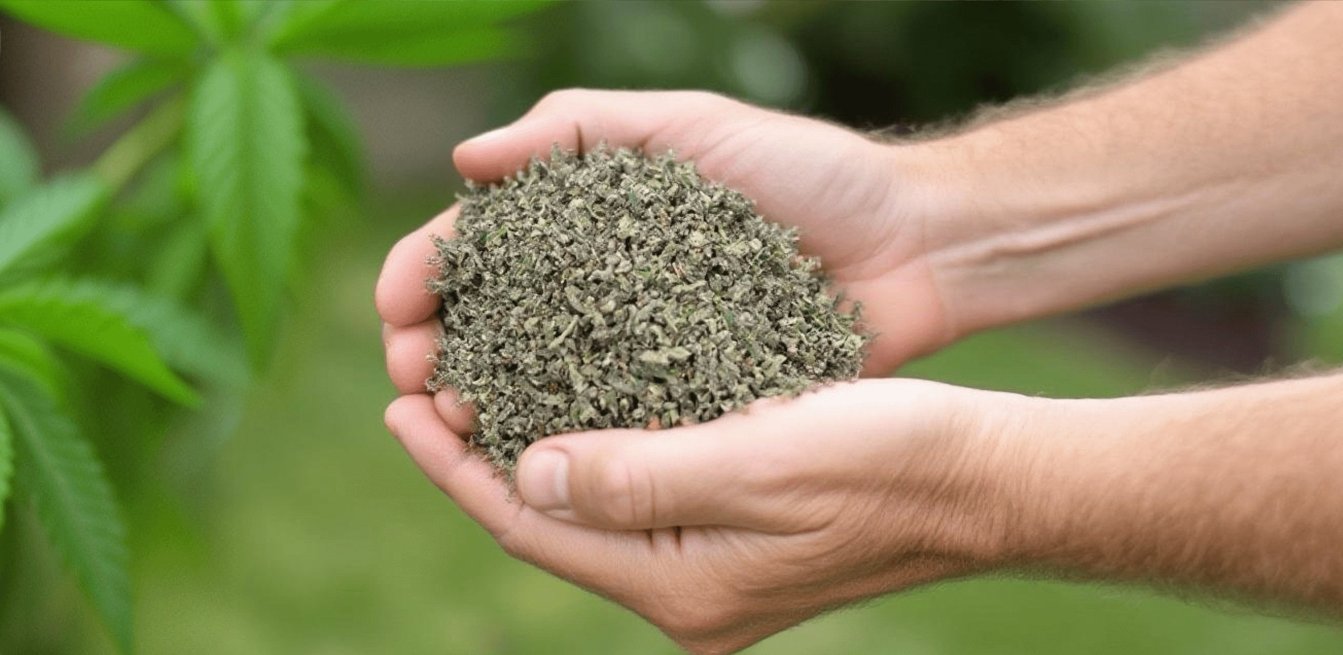 THCa Flower Shake Pounds | Buy in Bulk & Wholesale